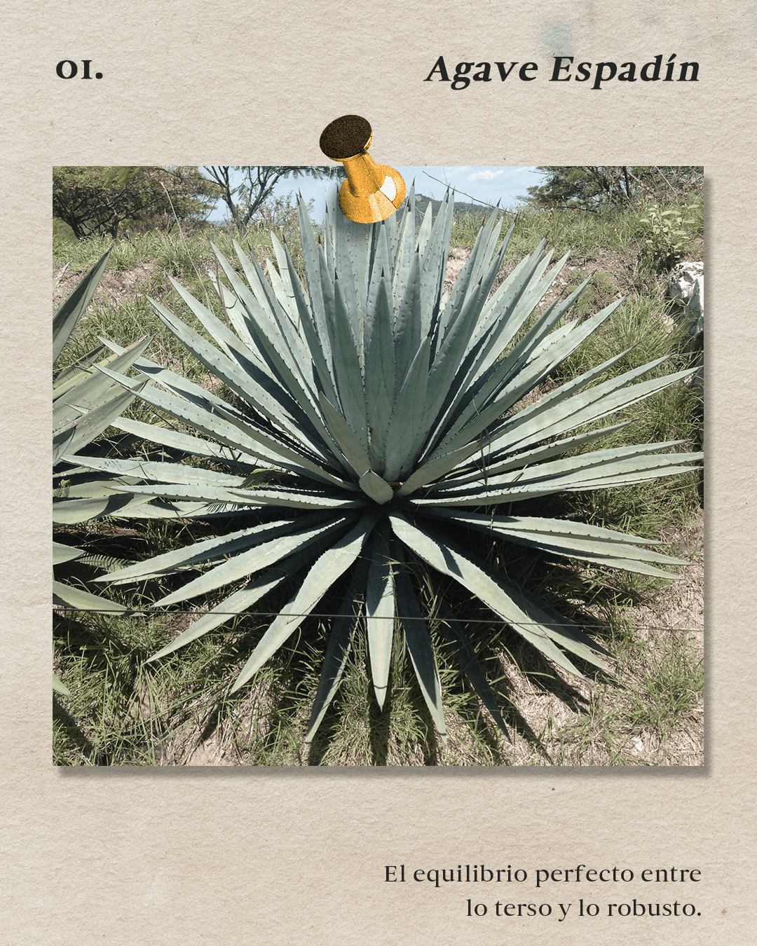 Agaves de mezcal ¿cuántos tipos hay?