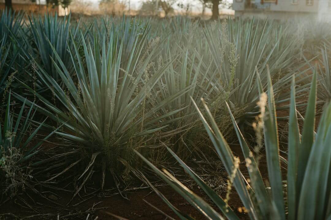 ¿De qué está hecho el tequila? La importancia del Agave Azul